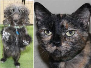 Beadle County Humane Society pets of the week – Huron Plainsman
